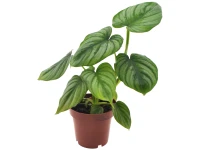 OBI Gartencenter Mayen | alles für deinen Garten